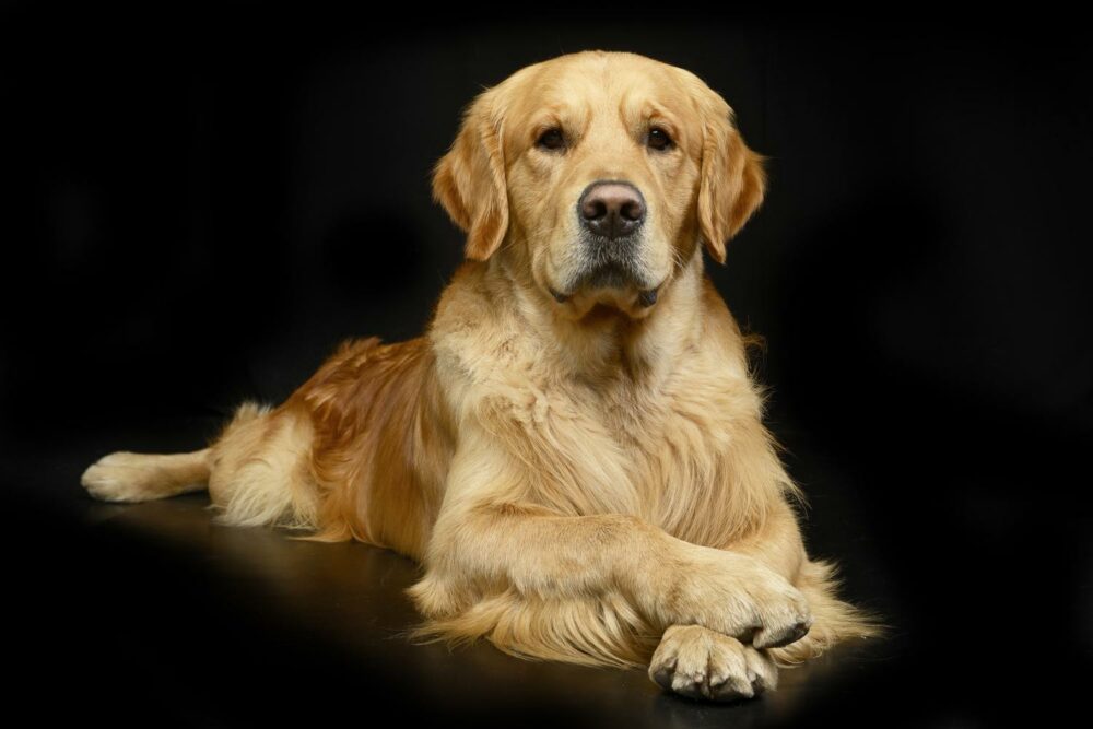 Der Golden Retriever - GoldenR.de