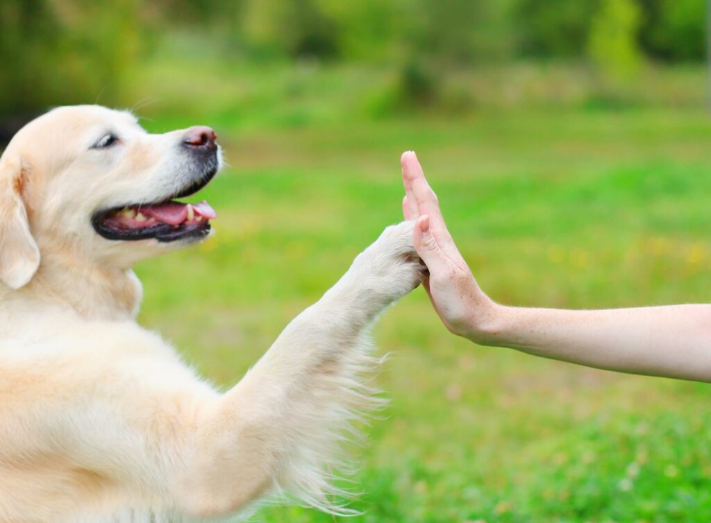 Wie intelligent sind Golden Retriever? - GoldenR.de
